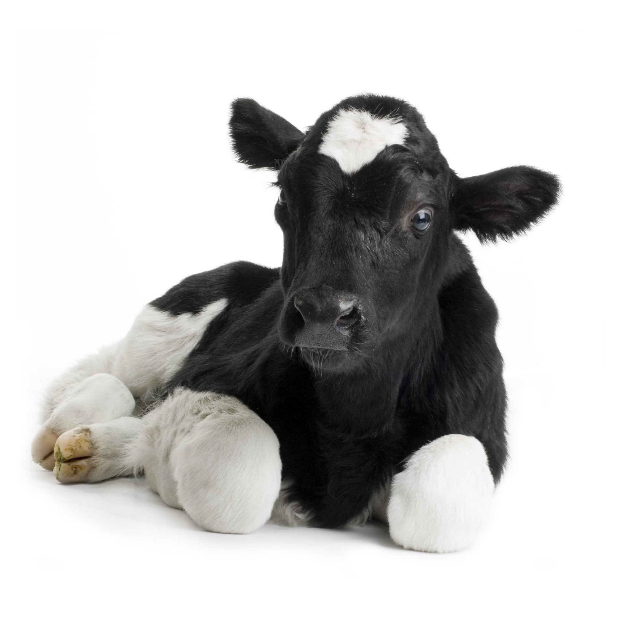 Kalverdiarree: Herken de Symptomen - AgroNovo